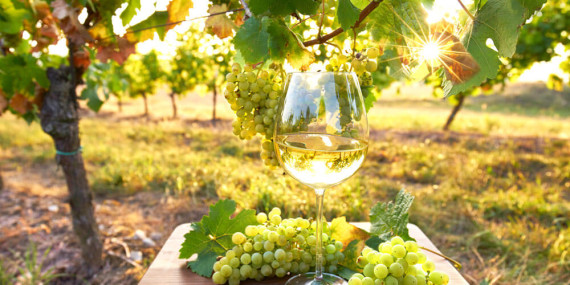 Crisp white wines from South Africa – Fresh, green, sparkling